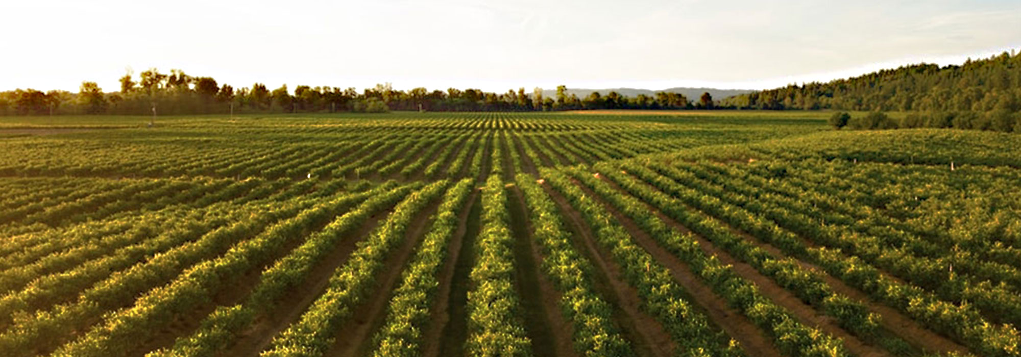 Orisha and its subsidiary Gaïana acquired Gregal - Clairfield